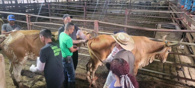15,000 Vacas Serán Inseminadas para Mejorar la Producción Ganadera ...